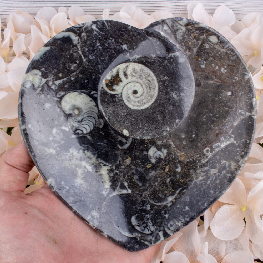 Orthoceras Meanings and Crystal Properties - The Crystal Council